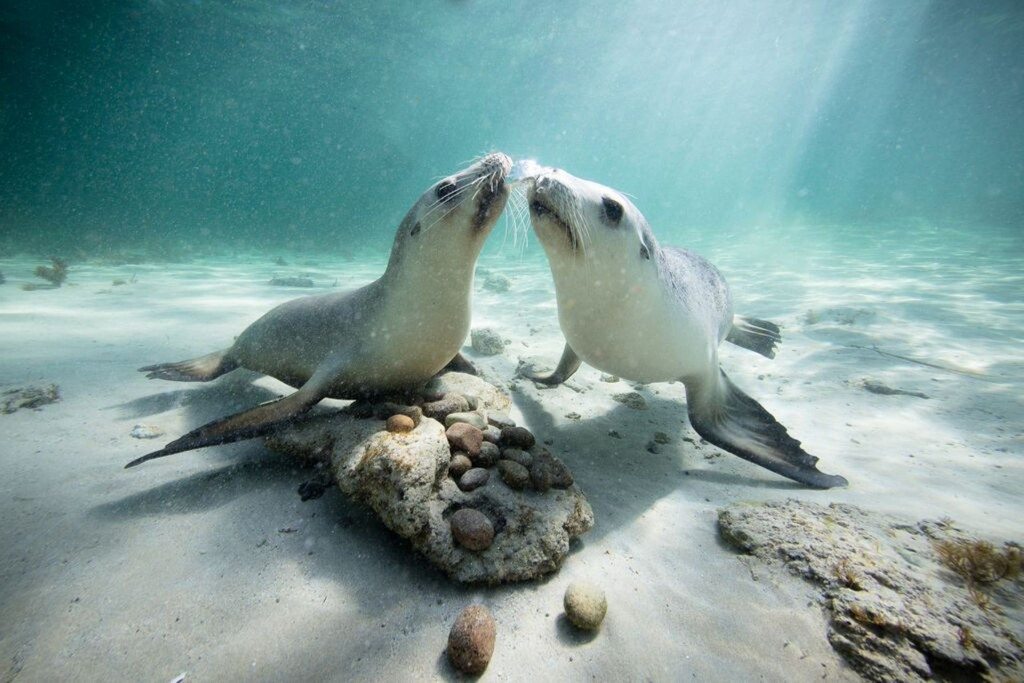 Baird Bay Seaside Villa | Streaky Bay | Official Tourism Website